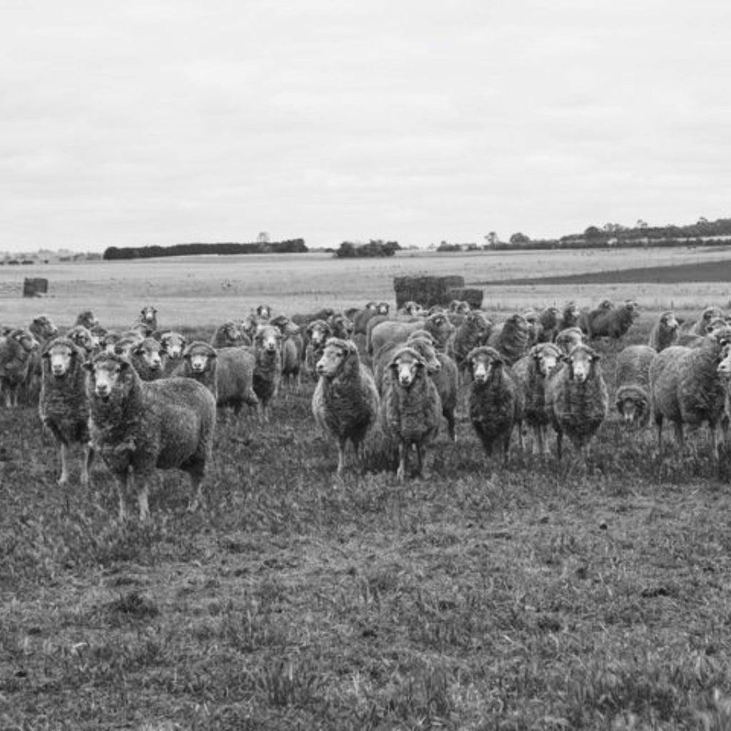 McIntyre Merino Wool About us